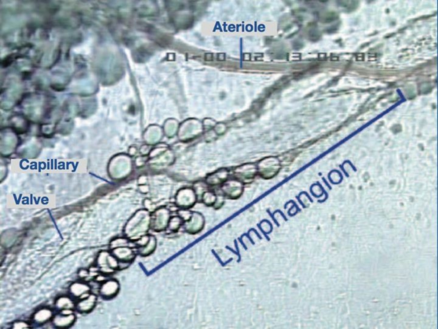 Academy of Lymphology – Home of the actual science of healing